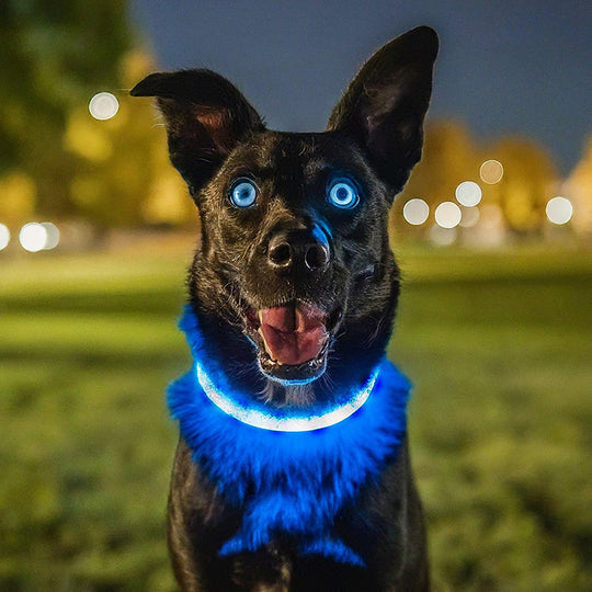 Luminoid LED Dog Collar - Bluetooth - App Control – Glowy Zoey